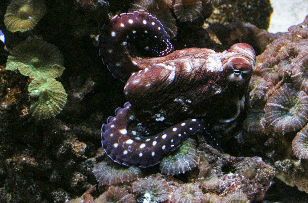 Kraken und Konsorten