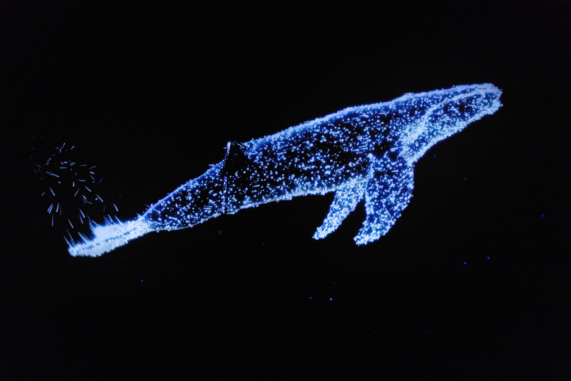 Die Welt der Wale: immersives Ausstellungserlebnis im OZEANEUM