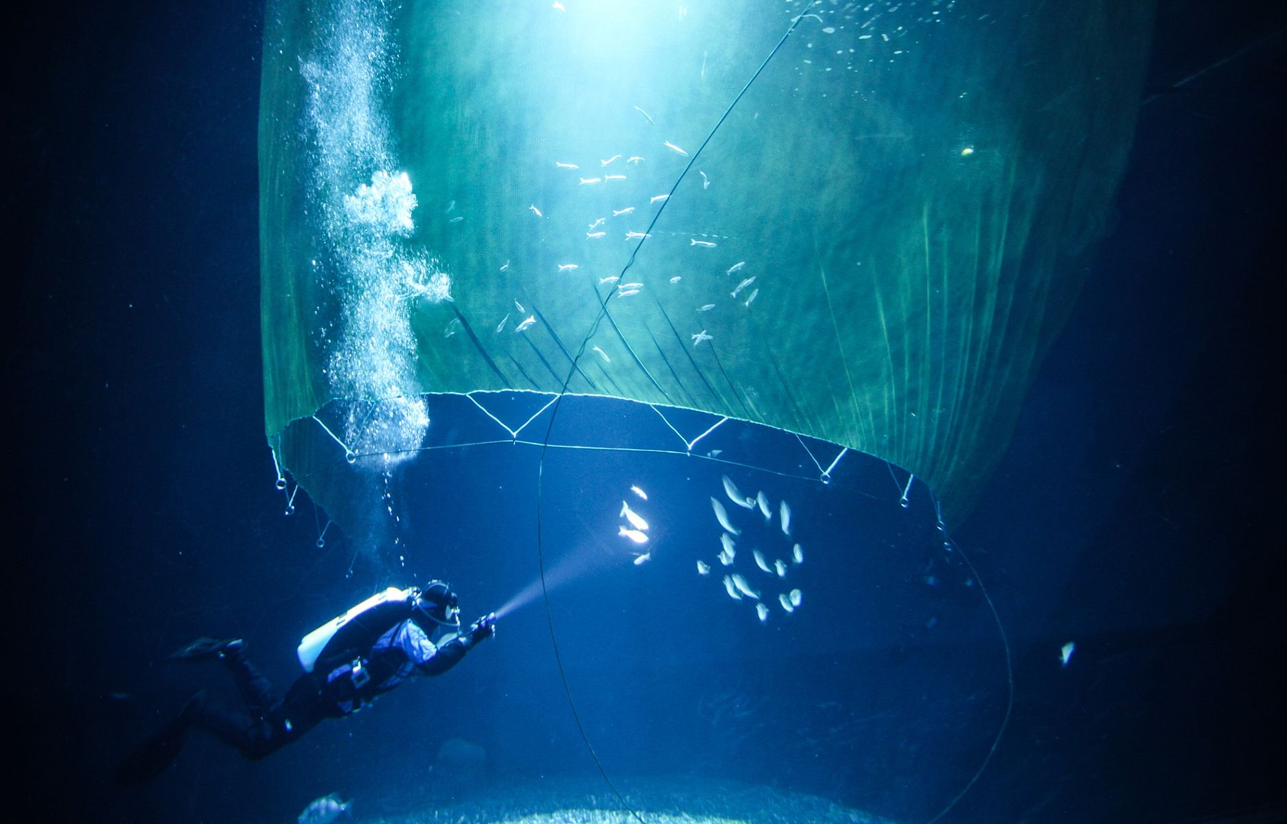 Viel los am Deutschen Meeresmuseum: Aquarienumbau zum 10. Geburtstag im ...