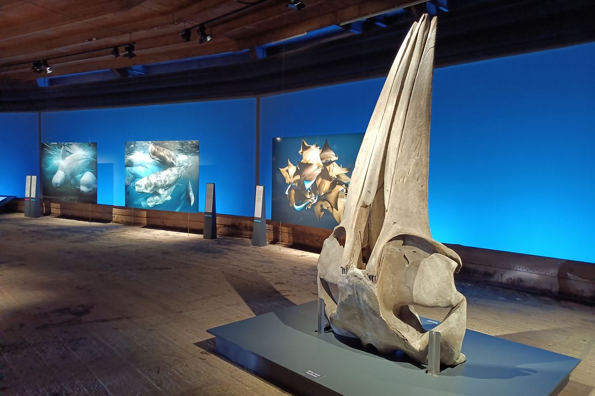 Deutsches Meeresmuseum zu Gast im Ruhrgebiet