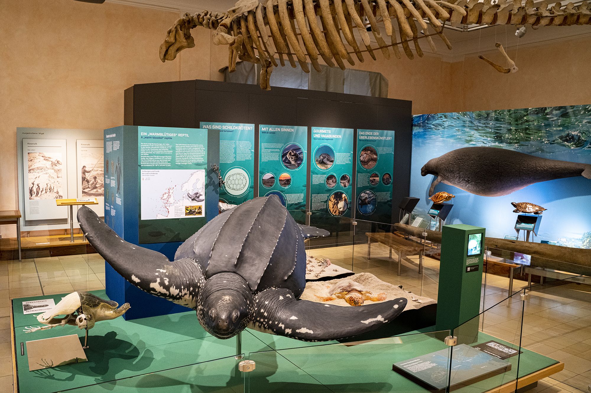 Lederschildkröte „Marlene“ auf Reise