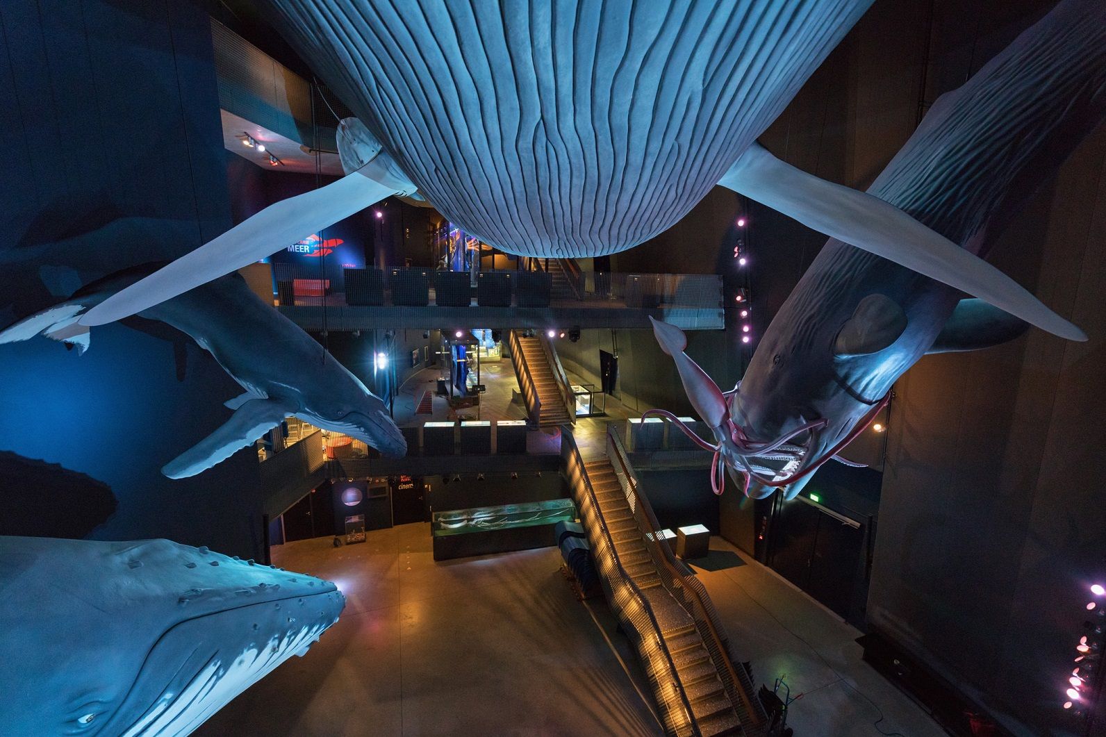 „Wellen im Sturm – Lied der Wale“