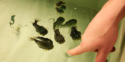 Stiftung Deutsches Meeresmuseum