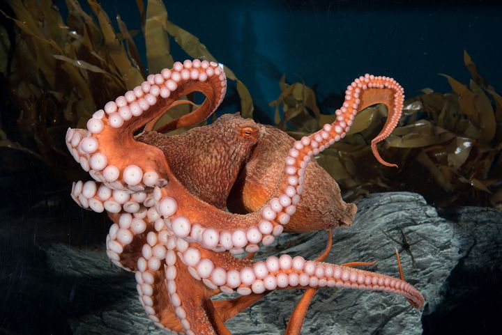 Kraken und Konsorten