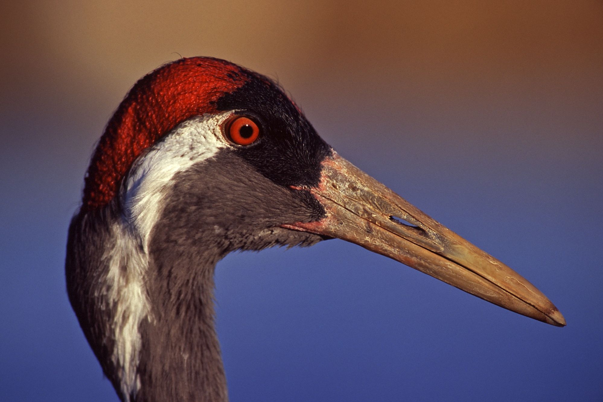 Glücksvögel – Das Jahr der Kraniche